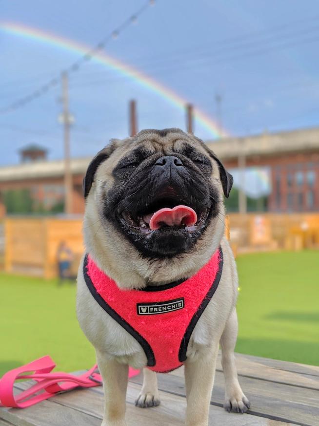 Fetch Park - Dog Friendly Social Hub