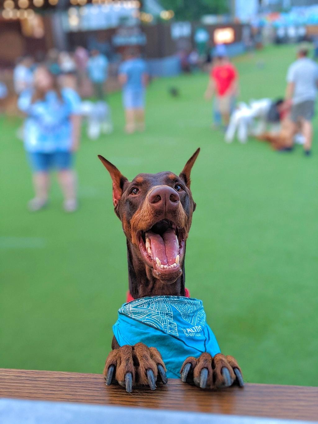 Fetch Park - Dog Friendly Social Hub