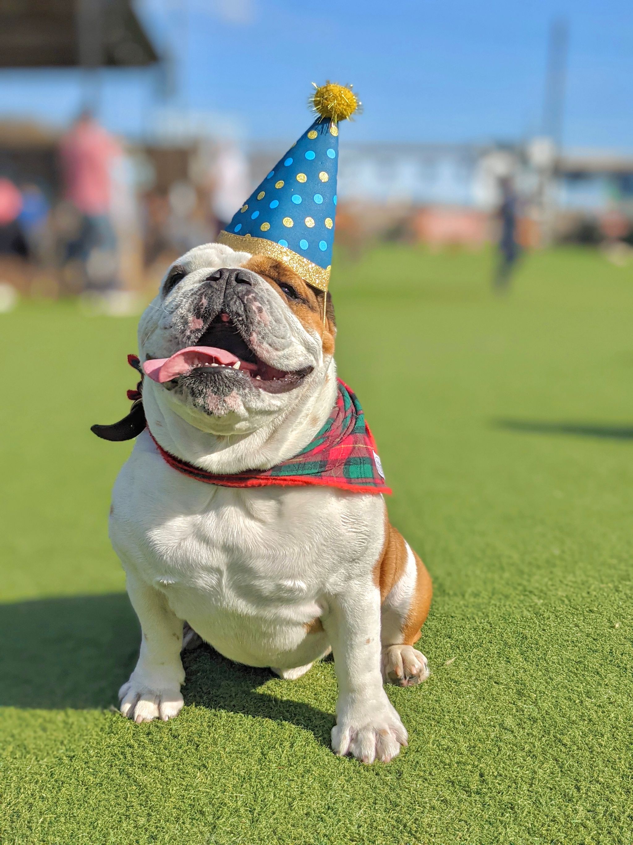 Fetch Park - Dog Friendly Social Hub