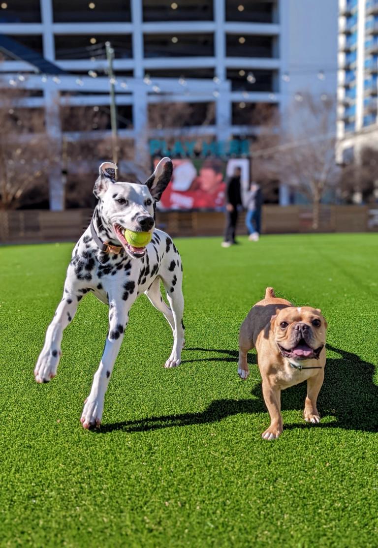 Fetch Park - Dog Friendly Social Hub