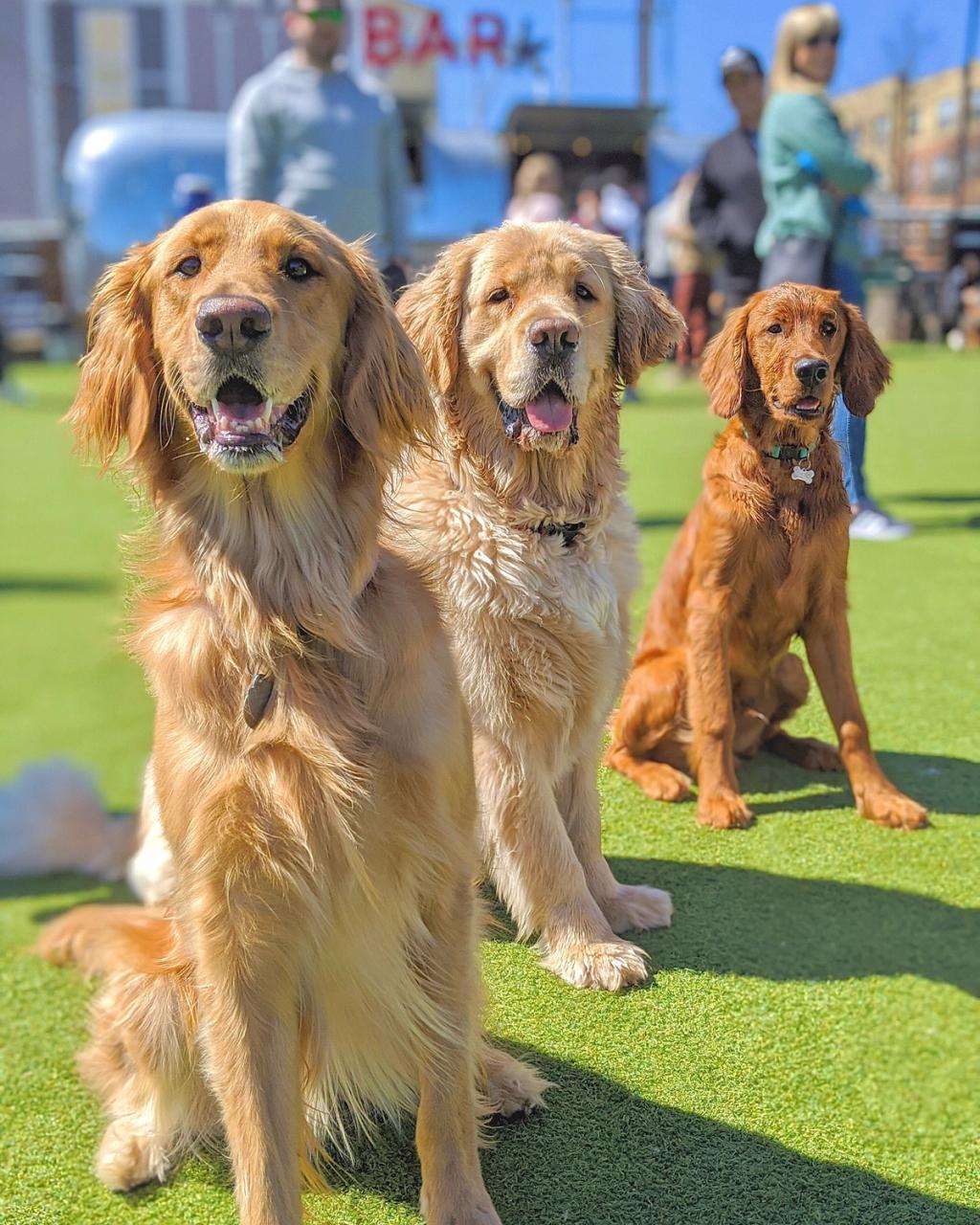 Fetch Park - Dog Friendly Social Hub