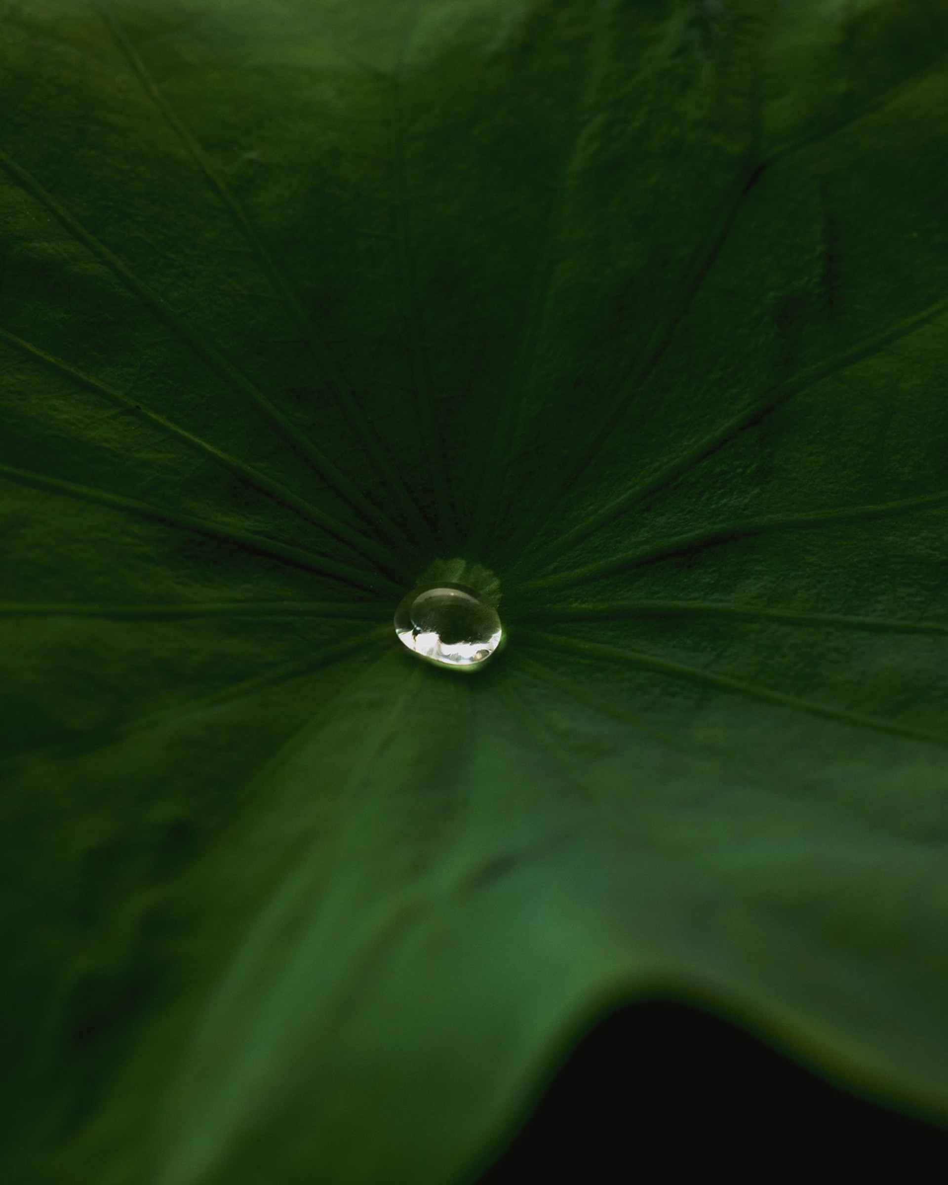 Lotus Purifying PHA Mist