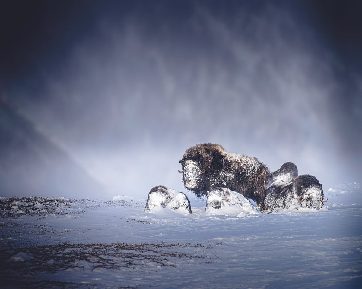 Drama i naturen vår. Uten at vi merker det | ARK Bokhandel
