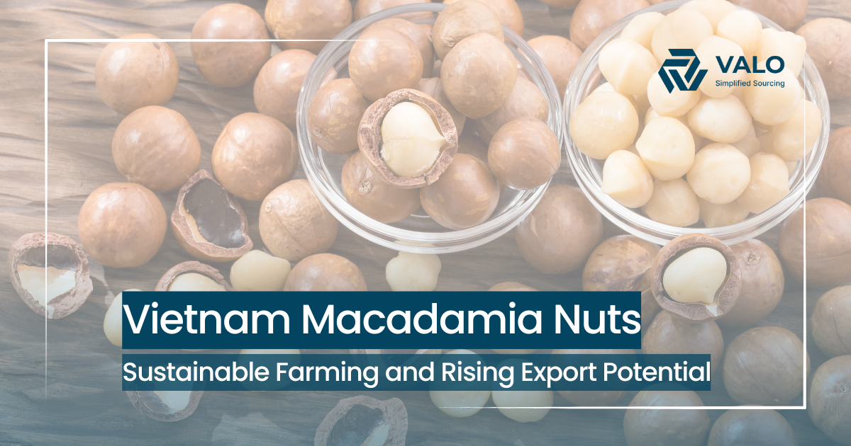 Macadamia Nuts in Vietnam: Quality, Cultivation, and Export ...