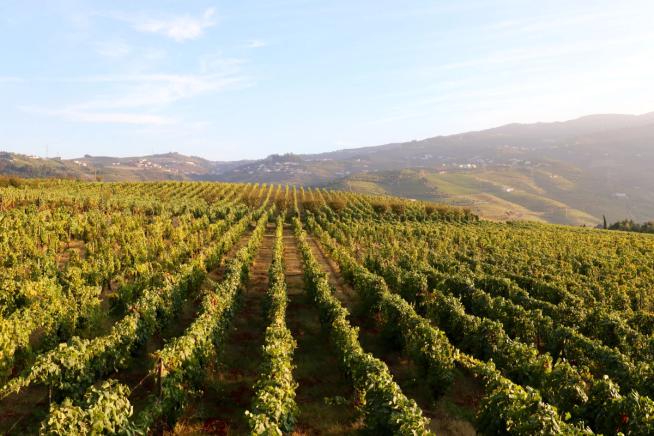 Port & the Wines of the Douro Valley | Kirker Holidays