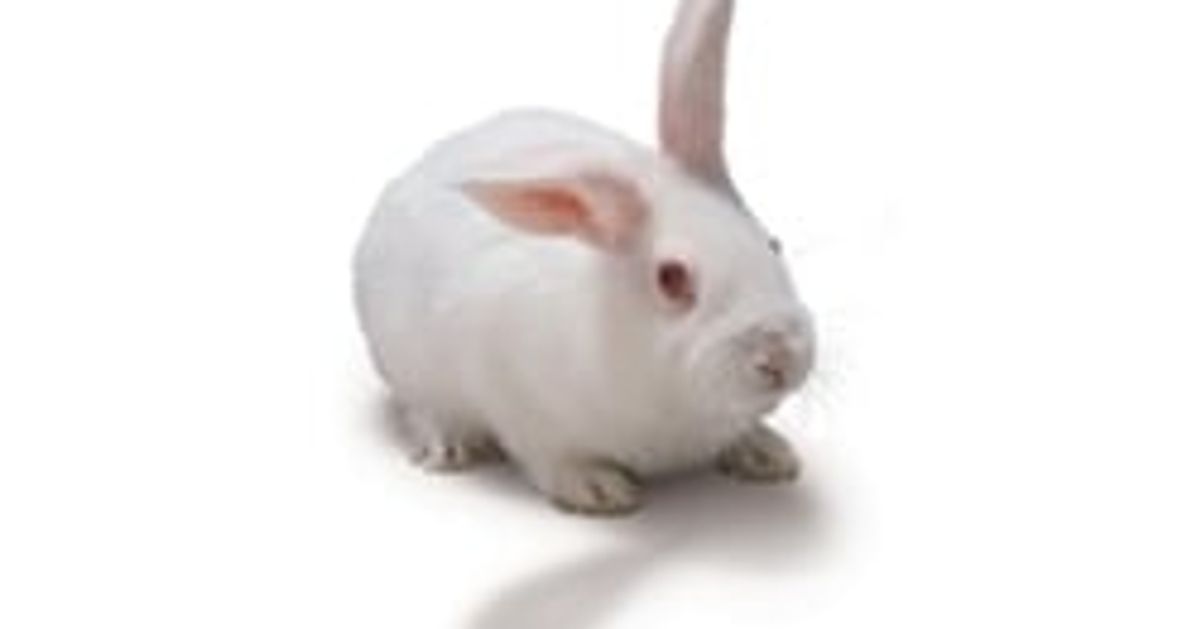 New Zealand White Rabbit Model