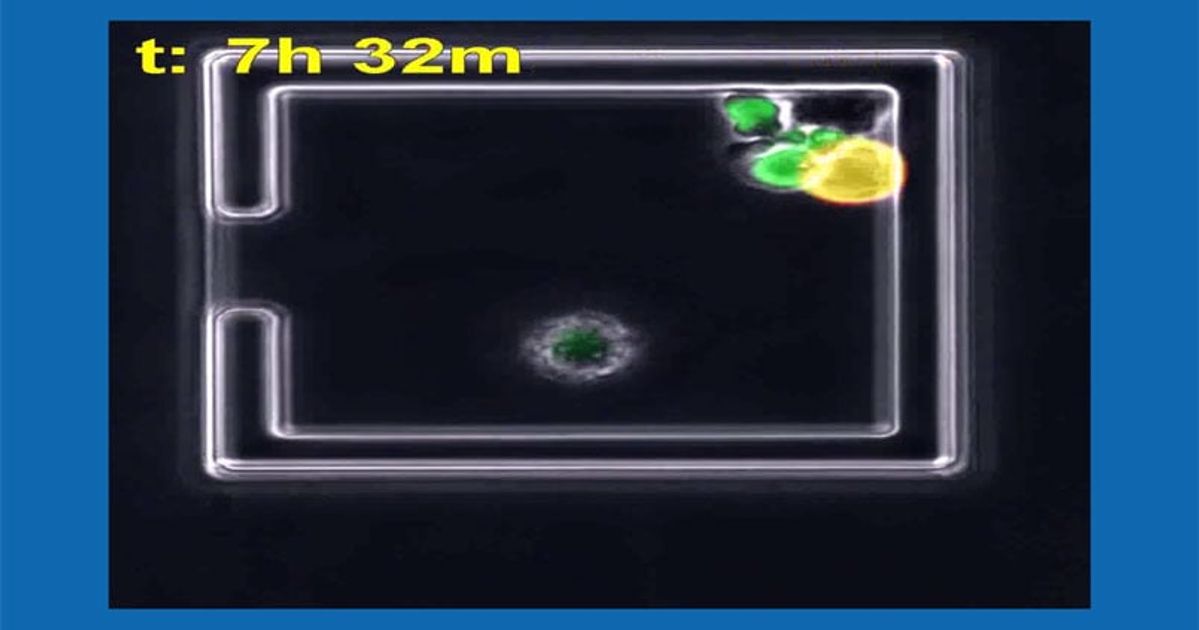 Live Cell Imaging of Apoptosis in Immune Cells using the CellASIC ONIX2 ...