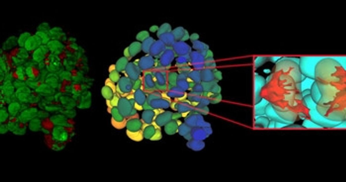 Leica Microsystems acquires Aivia, a leading AI-enabled 3D microscopy ...