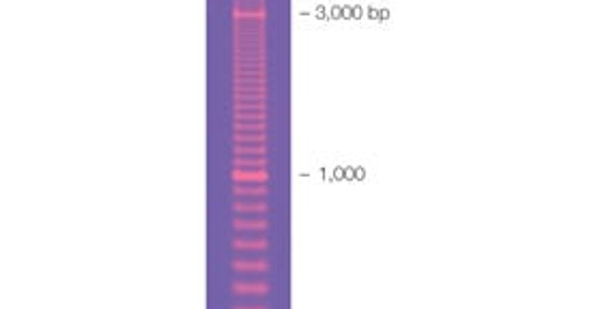 EZ Load 100 bp PCR Molecular Ruler | SelectScience