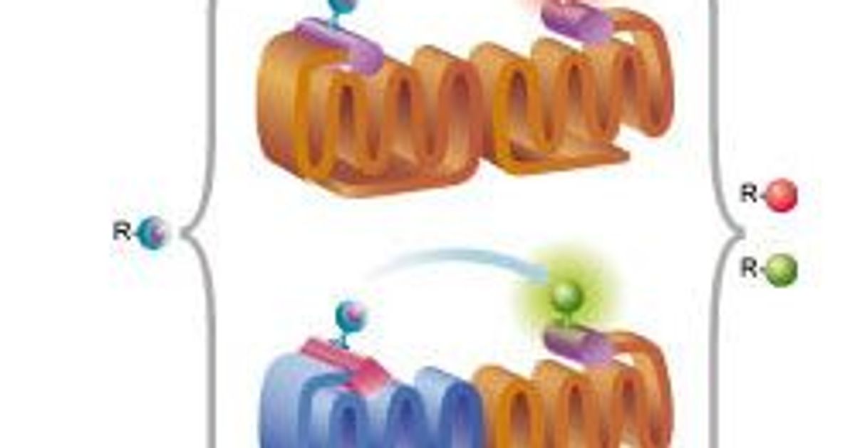 GPCR dimer assays with Tag-lite® technology reviews