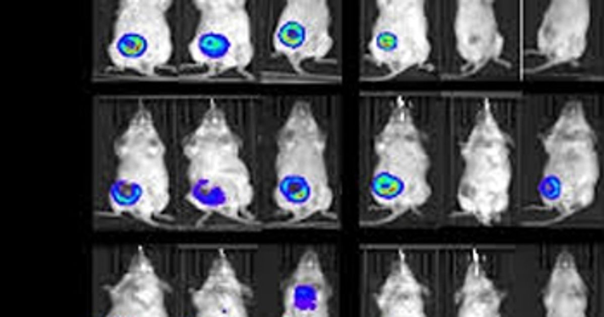 Novel small molecule drug discovery platform harnesses immune system ...