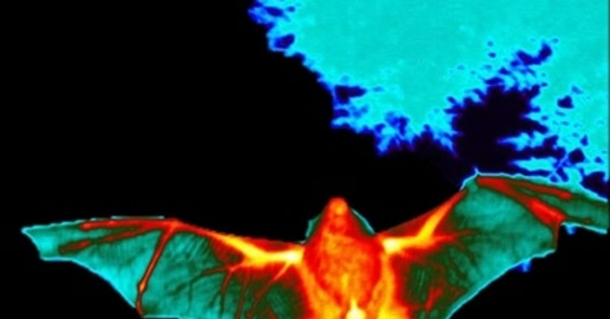 Thermal Imaging for Bat Conservation and Research