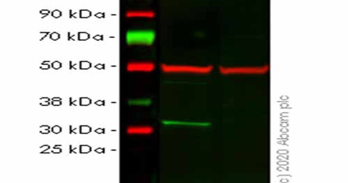 Buy Human TPM3 (Tropomyosin 3) knockout HEK293T cell line Read Reviews