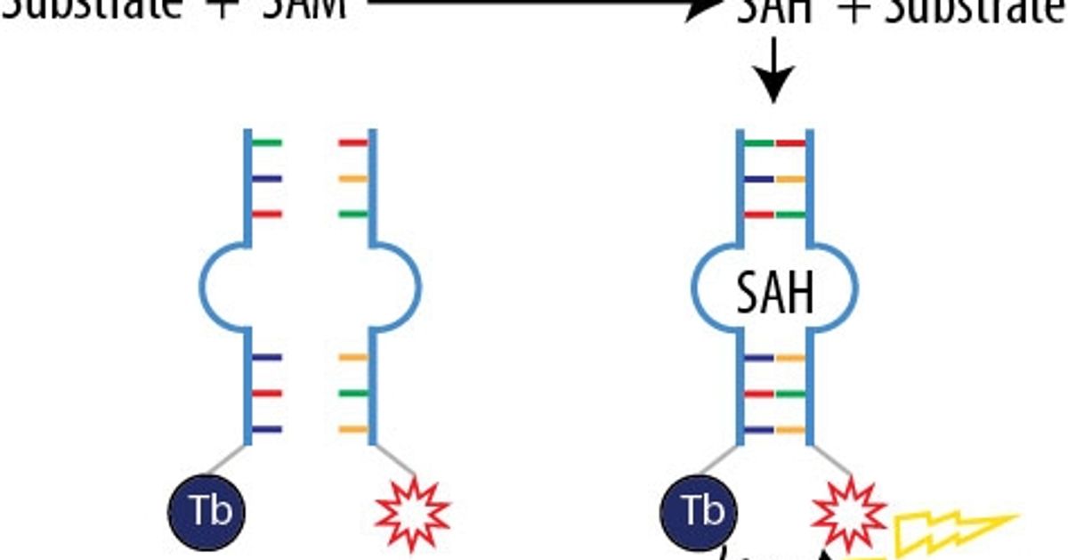 New High Throughput Screening (HTS) Assay to Aid Researchers in Their ...