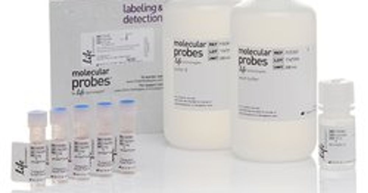 Invitrogen™ pHrodo™ Green S. aureus BioParticles™ Phagocytosis Kit for ...