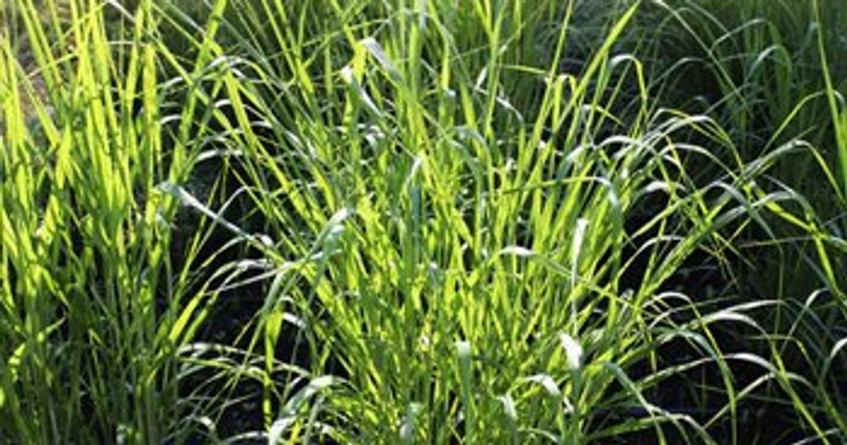 How Scientists Can Predict the Properties of Energy Crops for Efficient ...