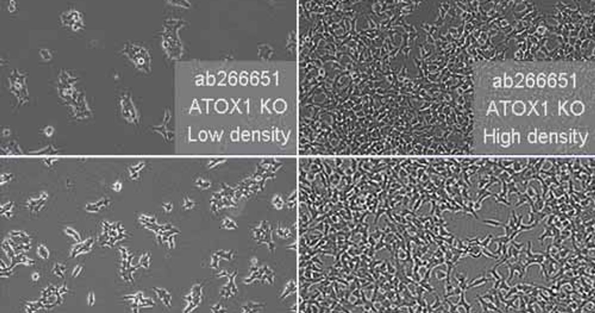 Human ATOX1 knockout HEK293T cell line | SelectScience