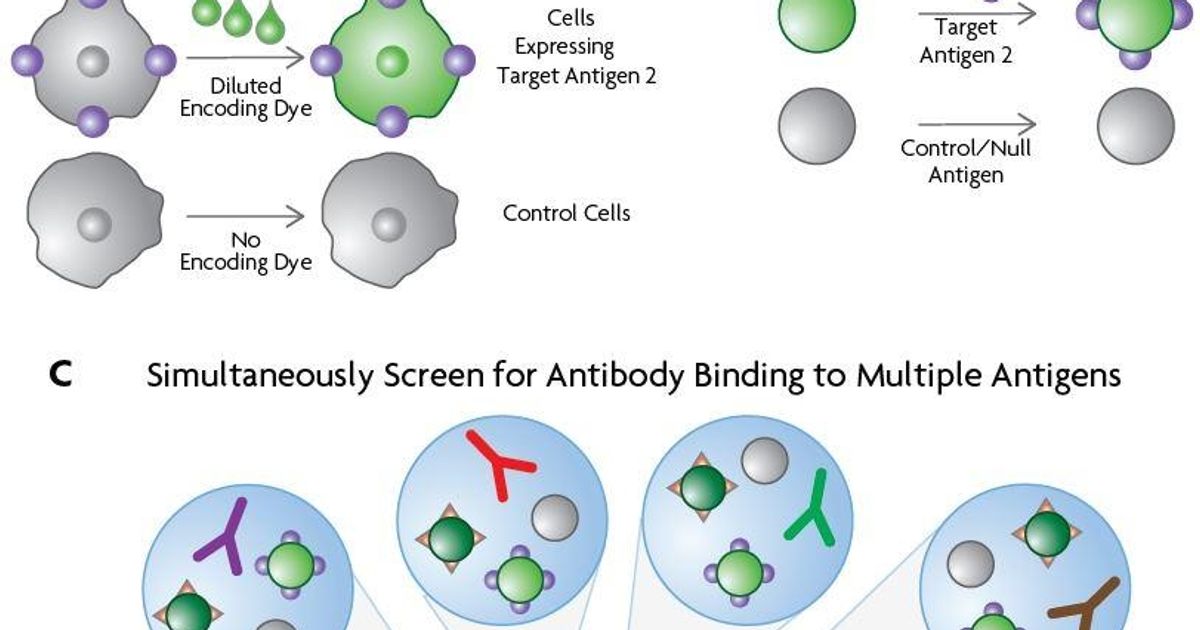 Advancing Therapeutic Antibody Discovery With Multiplexed Screening