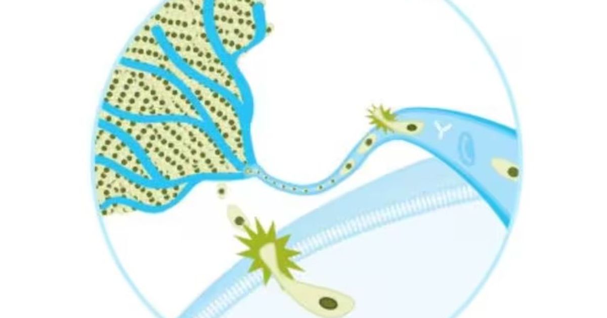 Cell Migration & Invasion Assay Kits