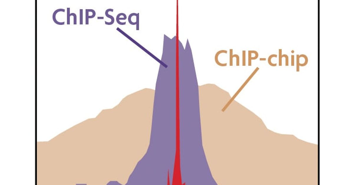 ChIP-exo High Resolution ChIP Assay