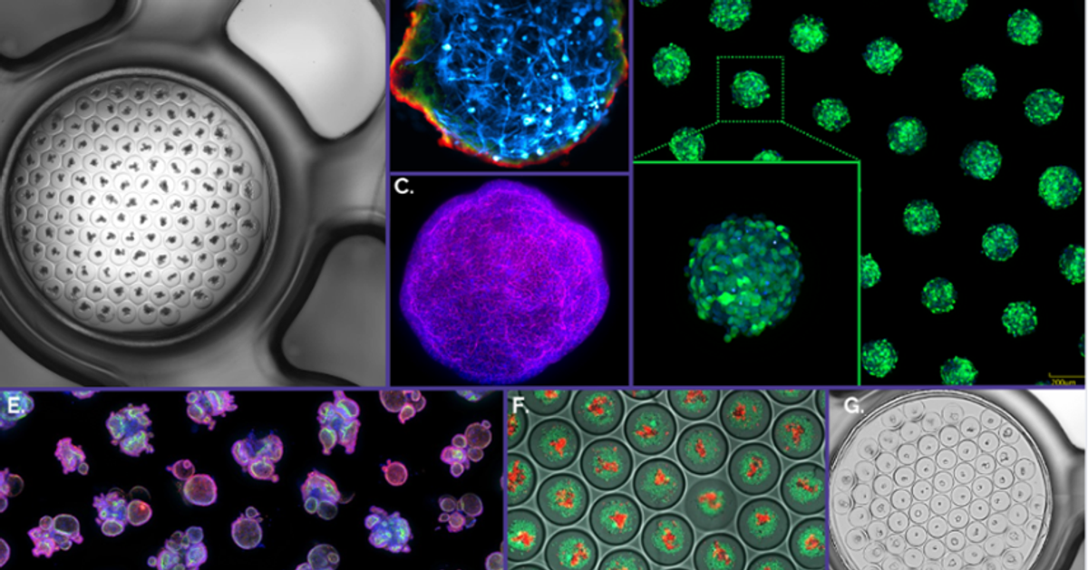 Microwell plates to standardize automated organoid workflows
