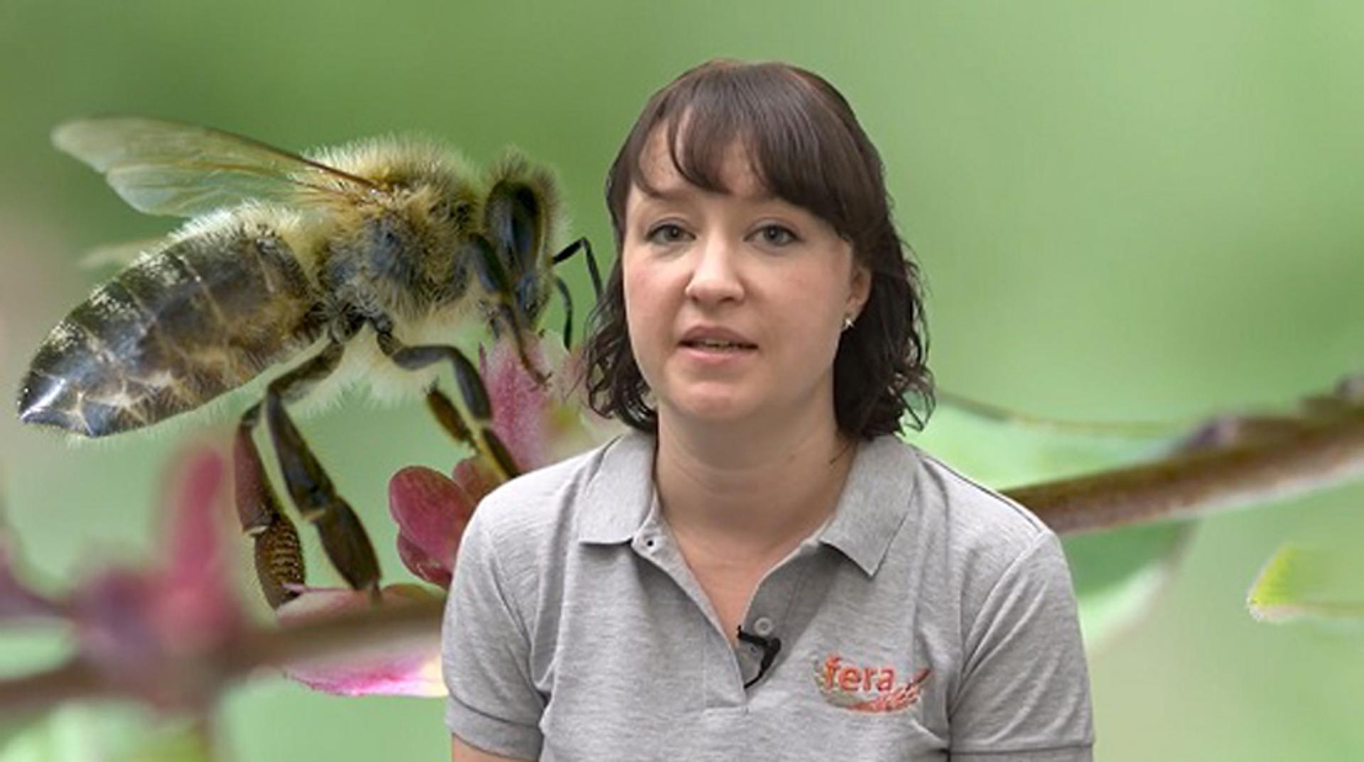 Tips to Protect Bees in Your Garden