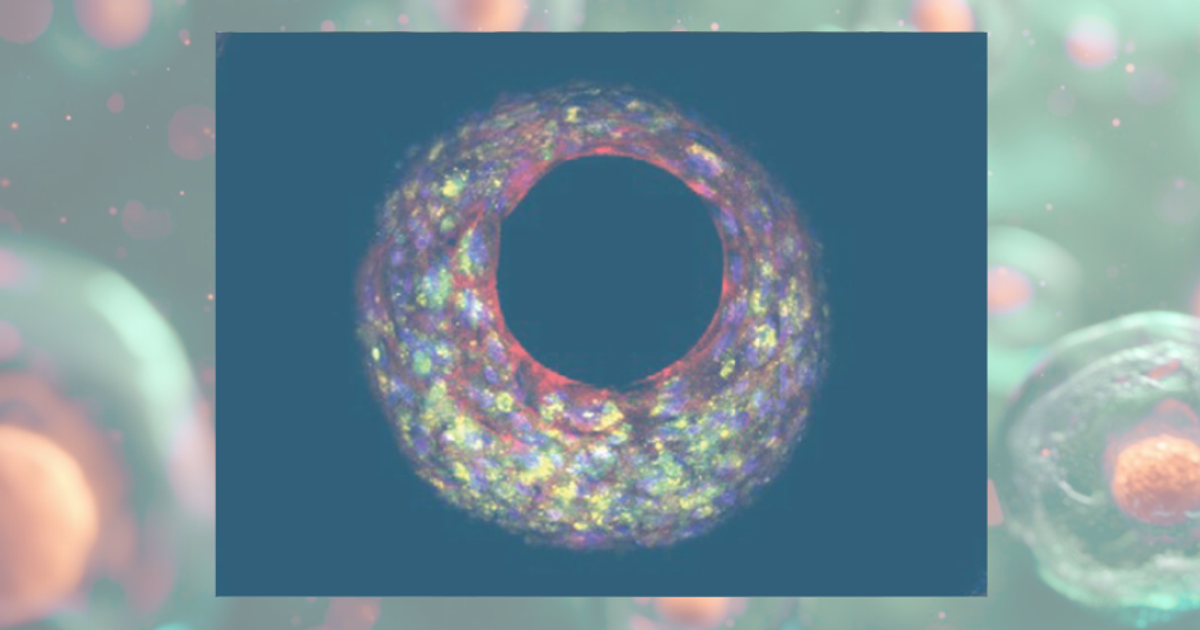 Enhancing physiological relevance in 3D cell culture