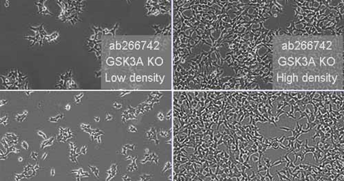 Human GSK3A (GSK3 alpha) knockout HEK293T cell line | SelectScience