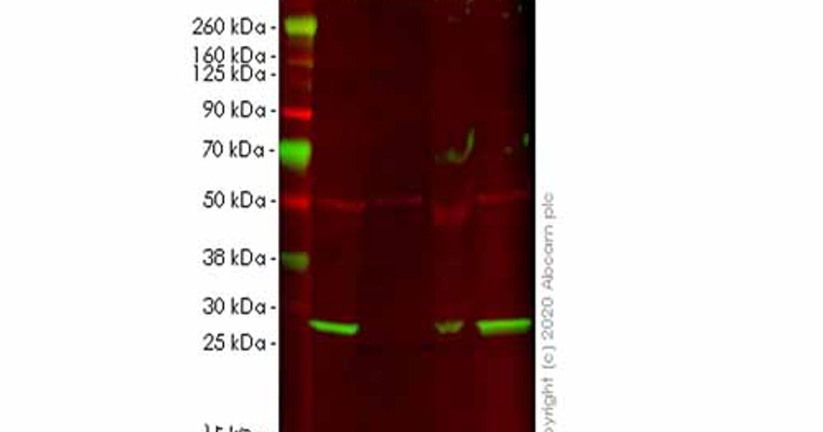 Human BCAP31 (BAP31) knockout HEK293T cell line | SelectScience