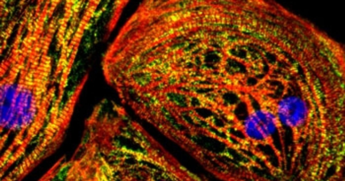 Ultra-Sensitive Digital Method Detects Rarest of Genome Mutations