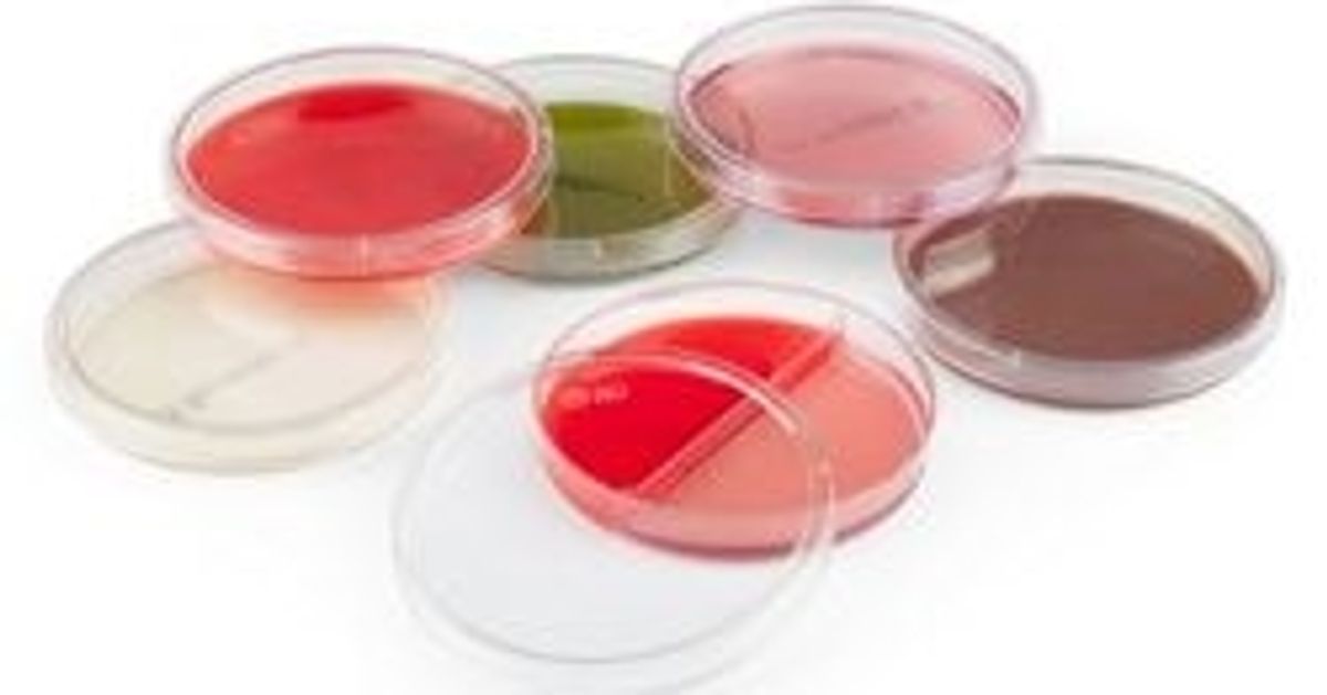 BD BBL™ Prepared Plated Media