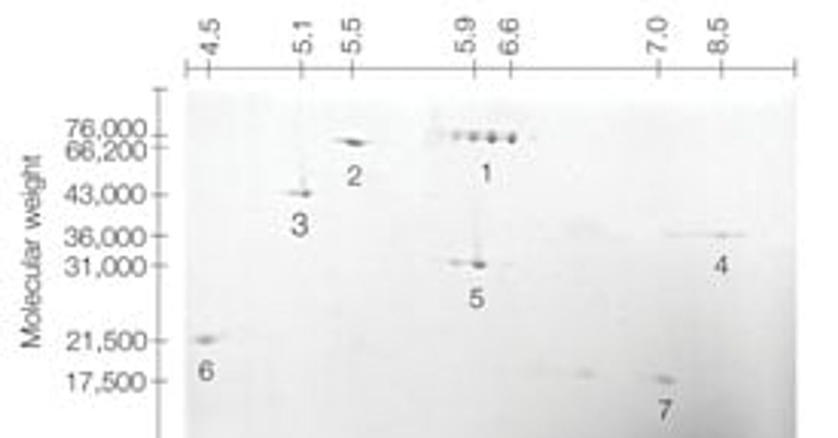 2-D SDS-PAGE Standards #1610320 reviews