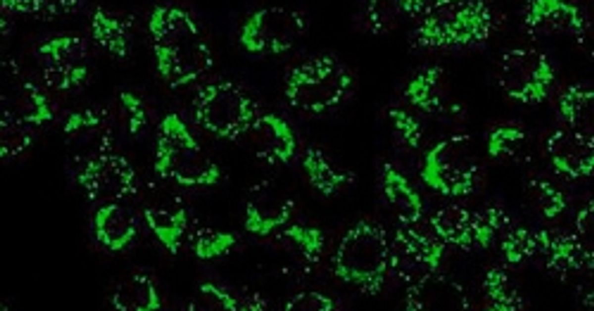 Buy Live Cell Imaging Reagents Read Reviews