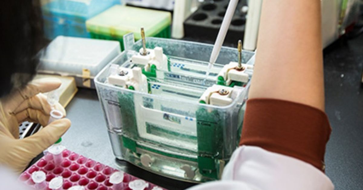 Western blotting workflow guide - SelectScience resources