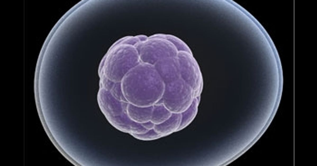 Scientists from Vienna Develop 3D Model of Human Placenta