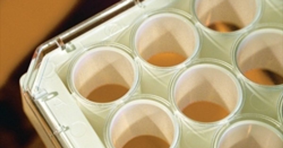 Optimise Imaging of Growing Cells with Ultra-Flat Glass Bottom Plates