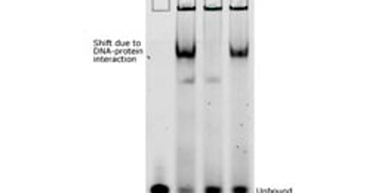 IRDye 700 Dye-labeled Oligonucleotides for EMSA/Gel Shift Assays reviews