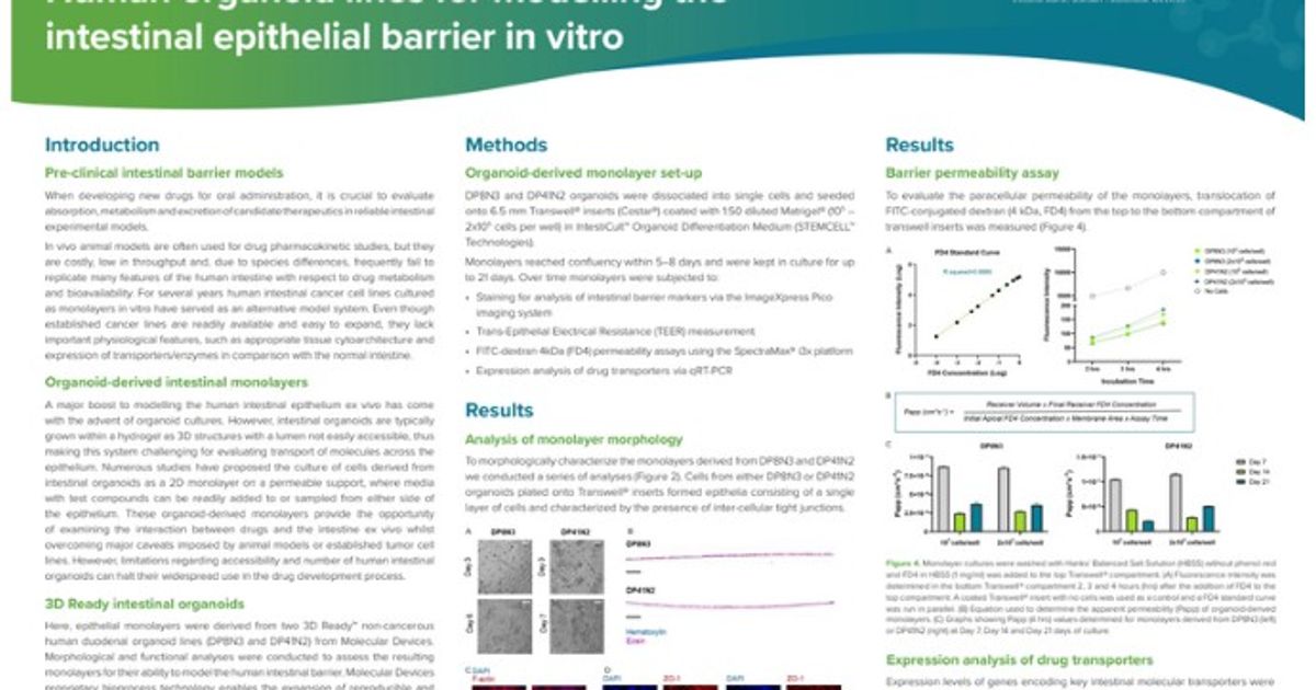 Human intestinal epithelial barrier organoid models