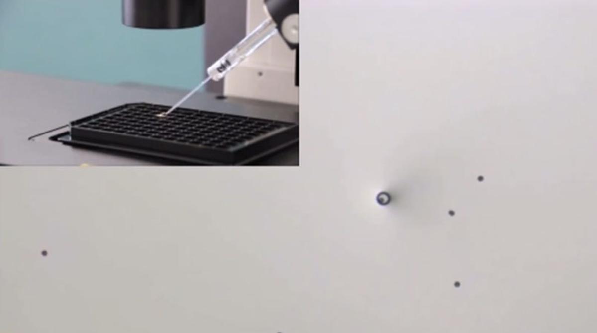 MMI CellEctor: Sorting within a 96-well plate