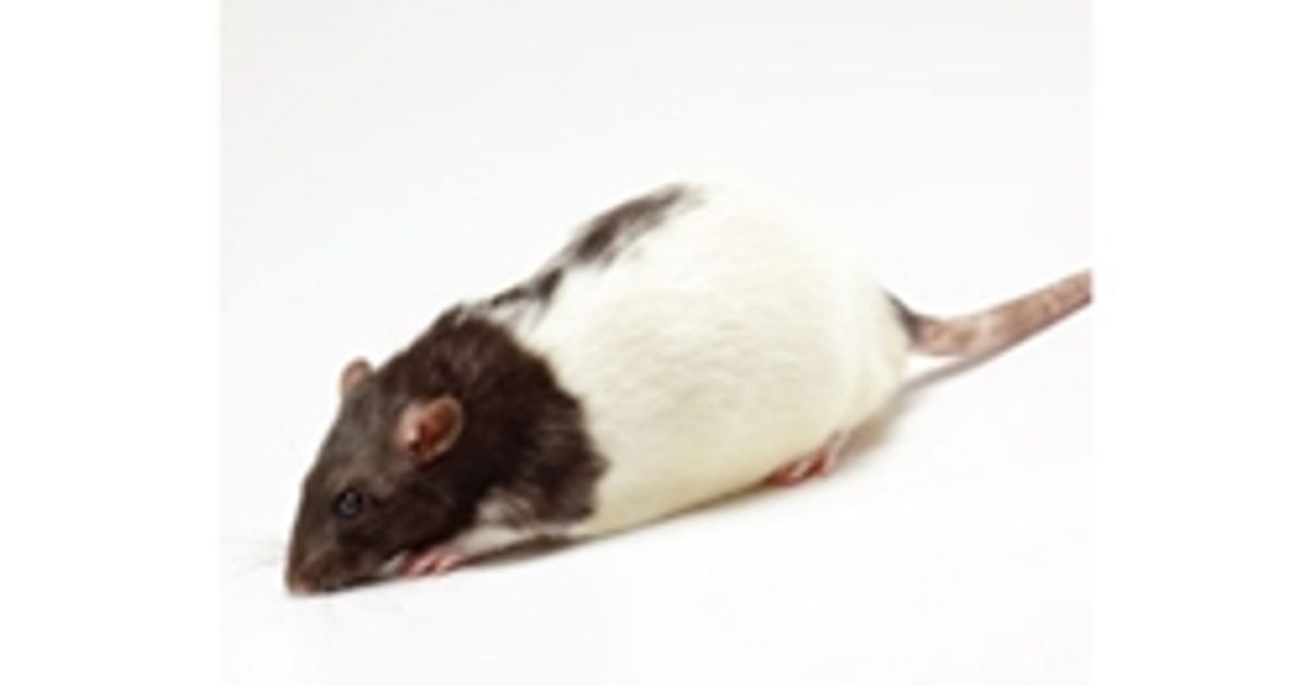 Pink1 (Park6) Knockout Rat reviews