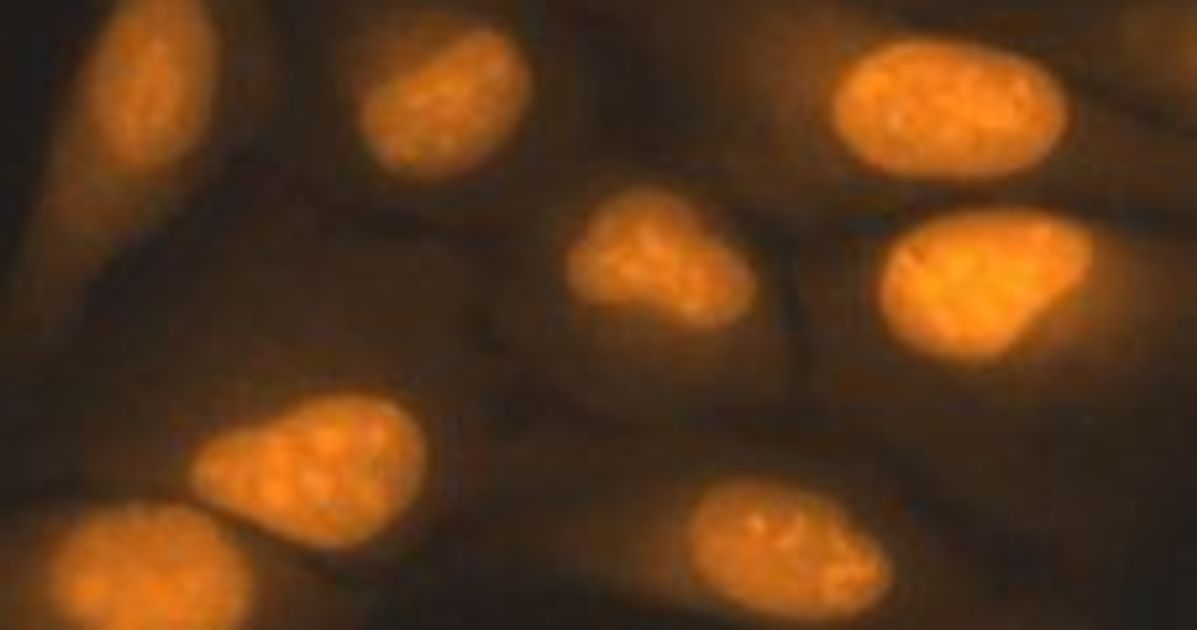 Newly presented data shows flow cytometry uses for live cell dye CyTRAK ...