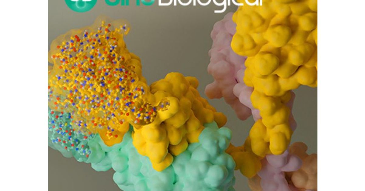 Buy Anti-payload Antibodies for ADC PK Study Read Reviews