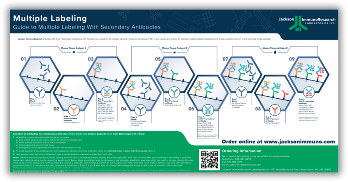 Guide to multiple labeling with secondary antibodies