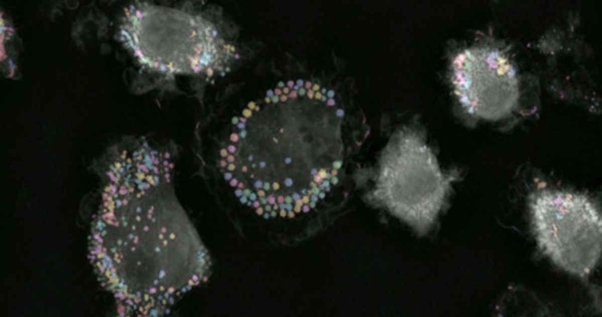 Smart Lipid Droplet Assay reviews