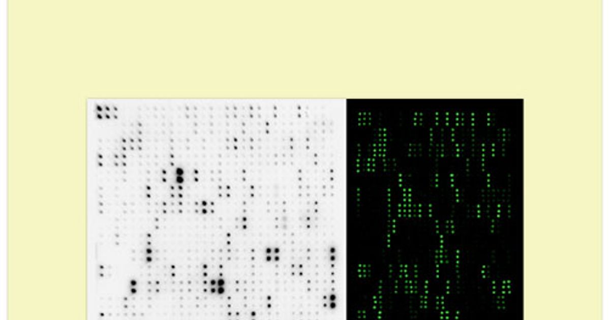 Human L507 Array, Membrane