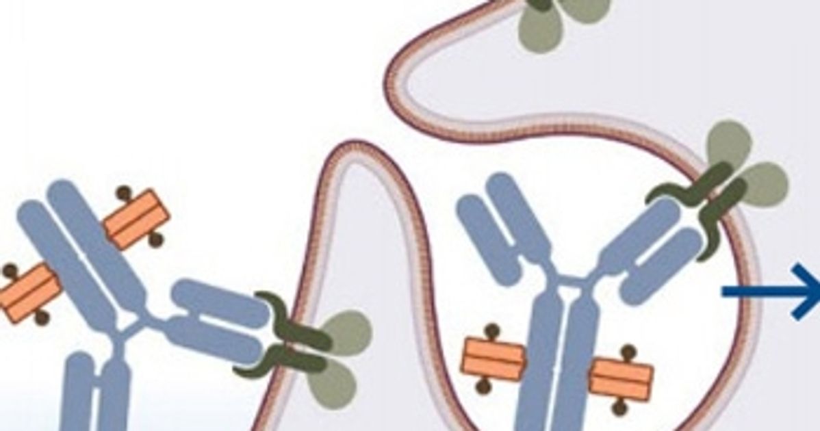 FREE WEBINAR: Learn how to capture antibody internalization in real ...