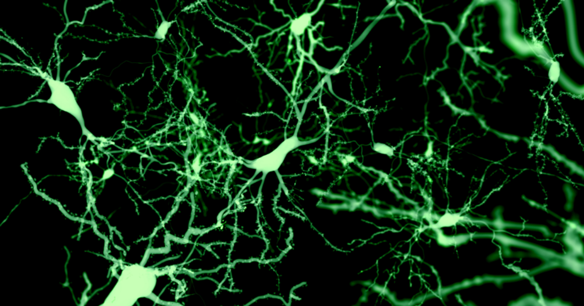 Amsbio launches Quick Differentiation kits for iPSC derived neurons