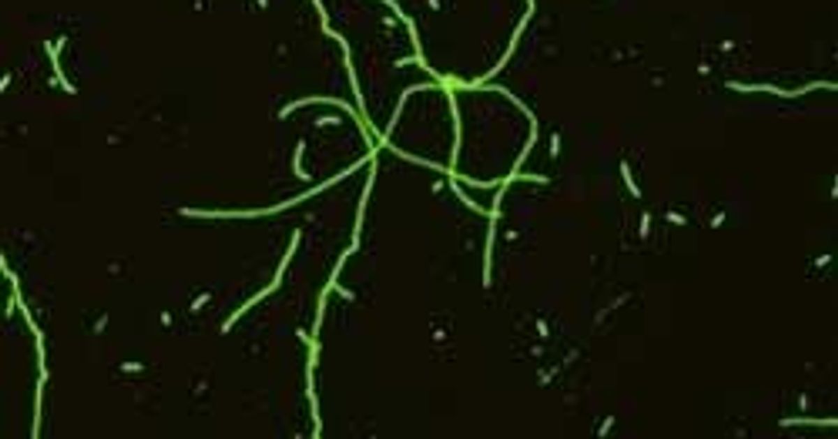 New Legionella pneumophila Monoclonal Antibodies