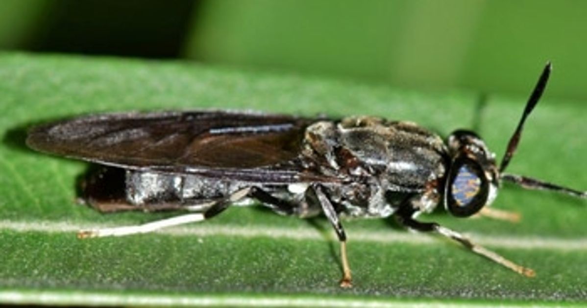 Chitin can be successfully extracted from Black Soldier Fly husks