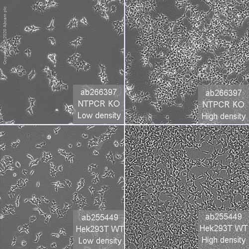 Human NTPCR (Nucleoside triphosphate phosphohydrolase) knockout HEK293T cell line | SelectScience